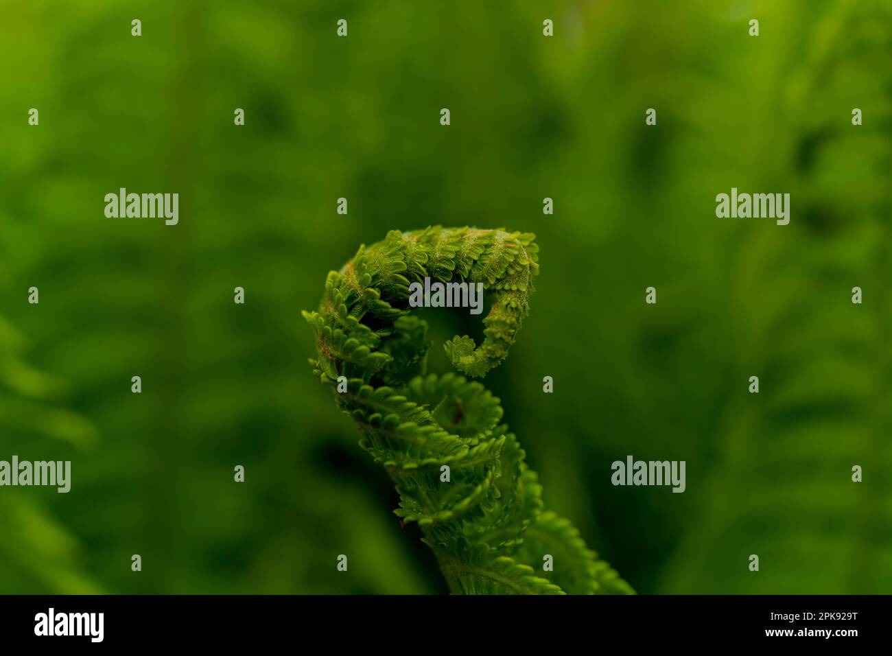 Green fresh fern in spring, shallow depth of field, fuzzy bokeh Stock ...