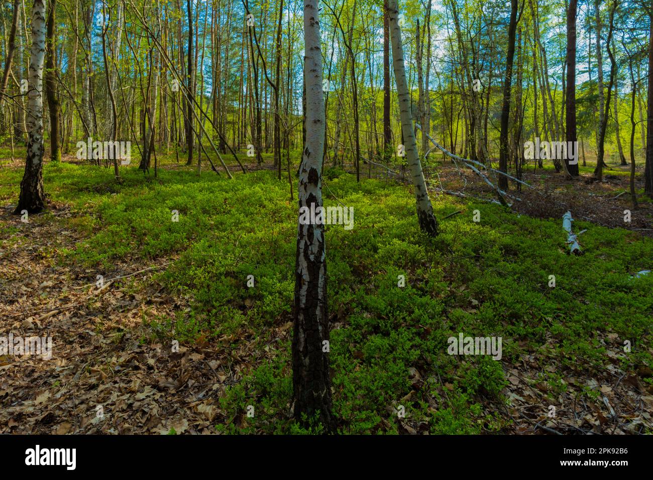 Mixed forest in spring, forest floor overgrown with wild blueberry ...