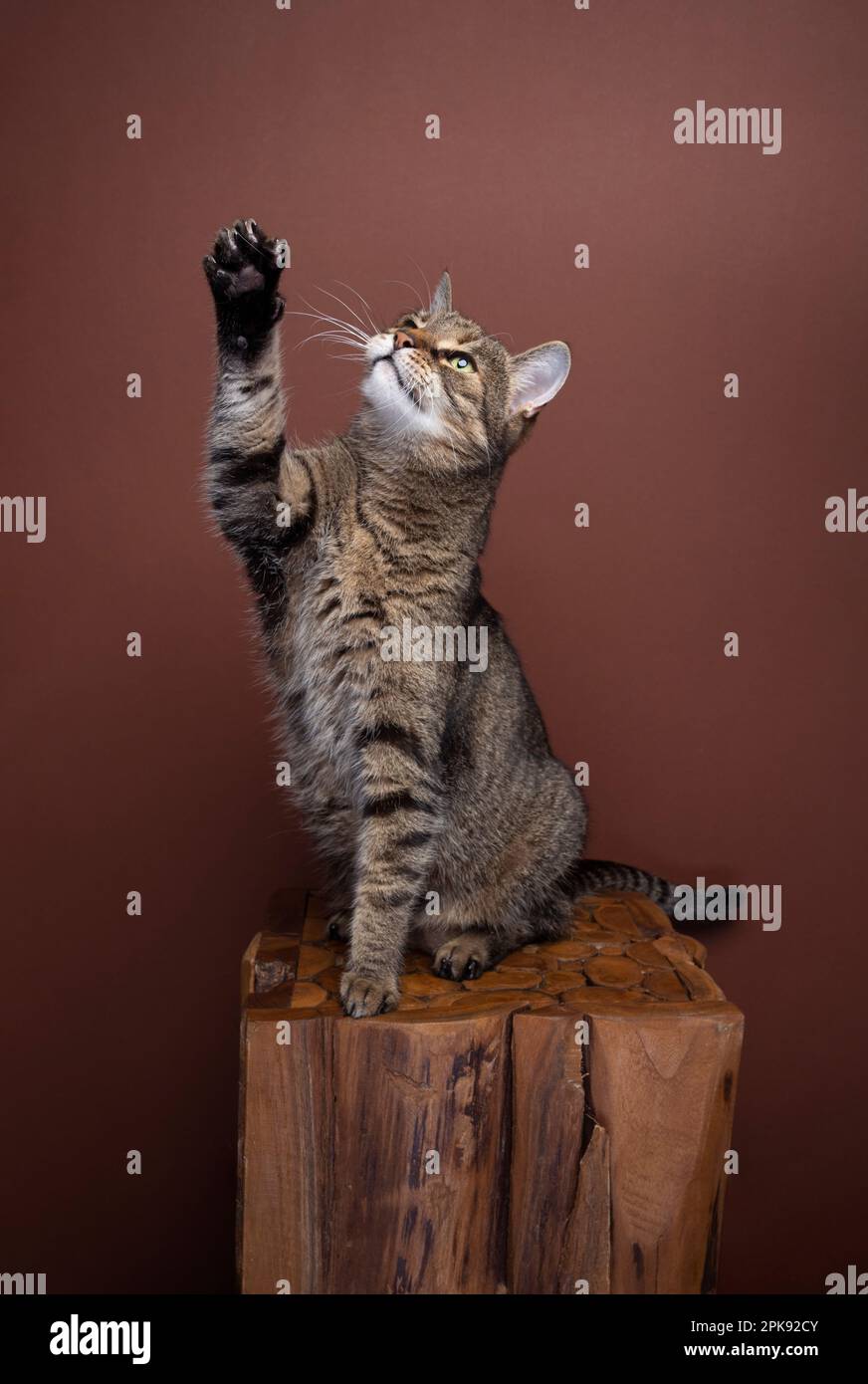 Tabby cat playing, raising paw on brown background with copy space ...