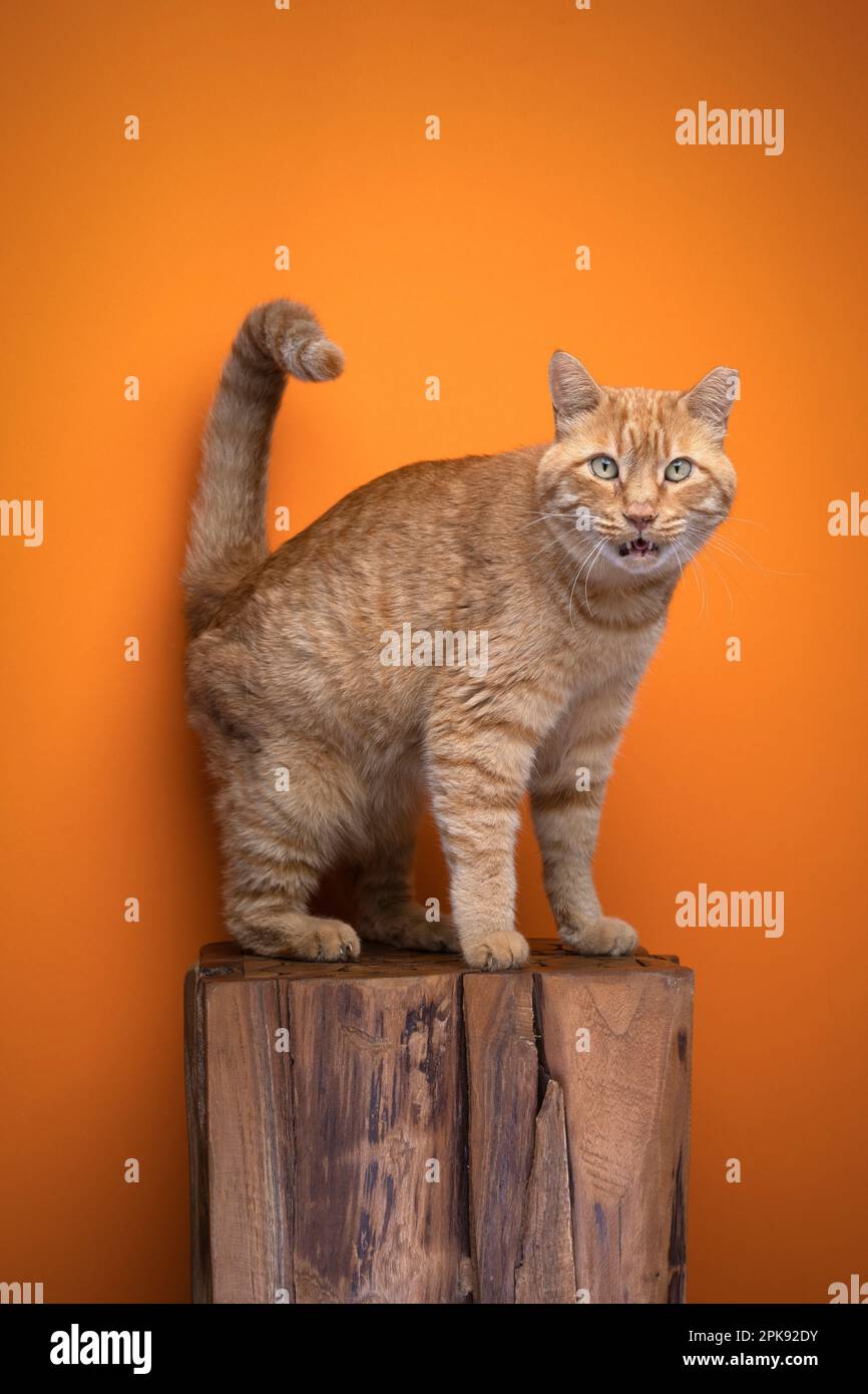 Ginger cat portrait on orange background. Full body shot of red cat ...