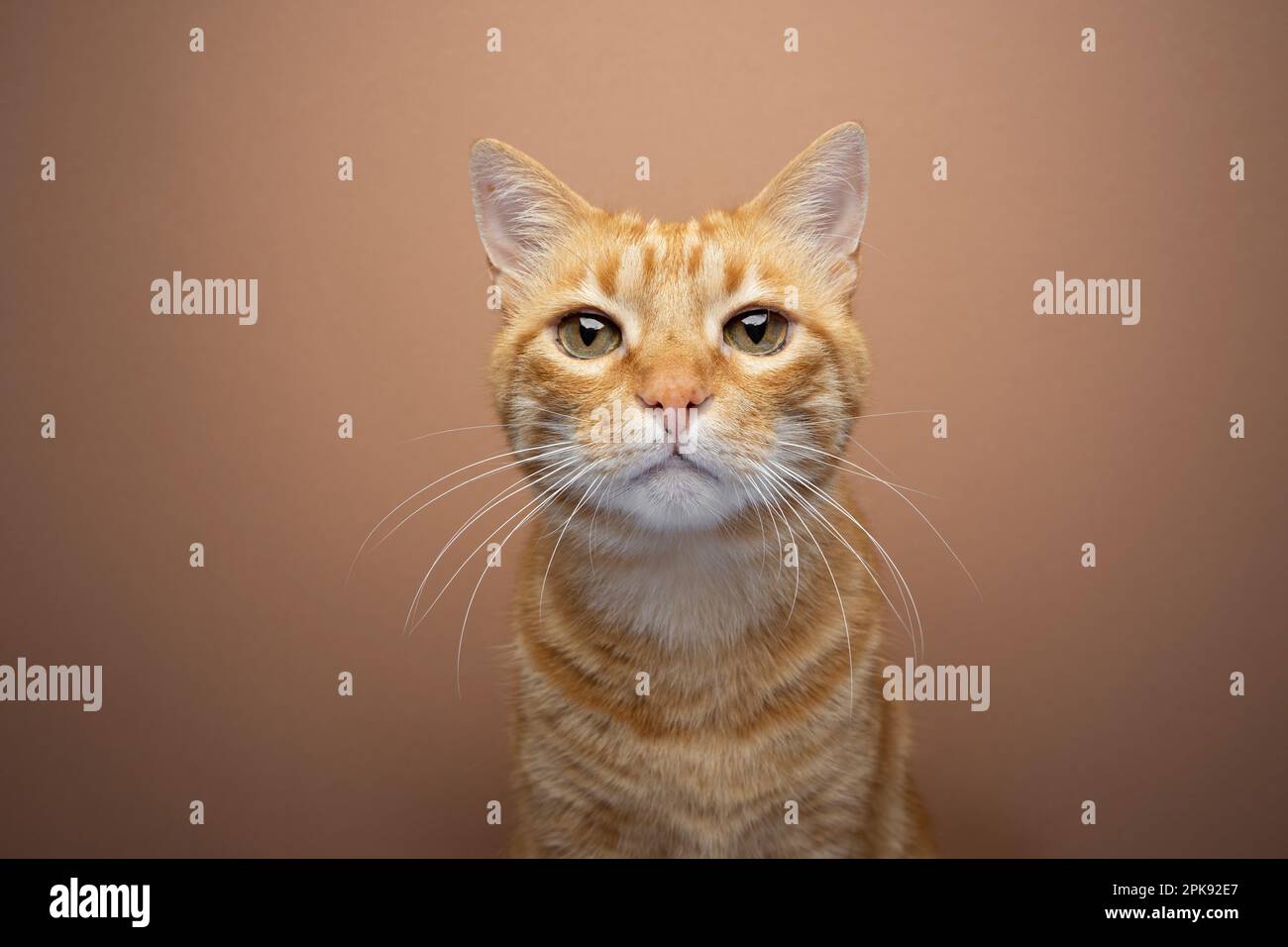 Tabby ginger, cat looking at camera, portrait on beige background with ...