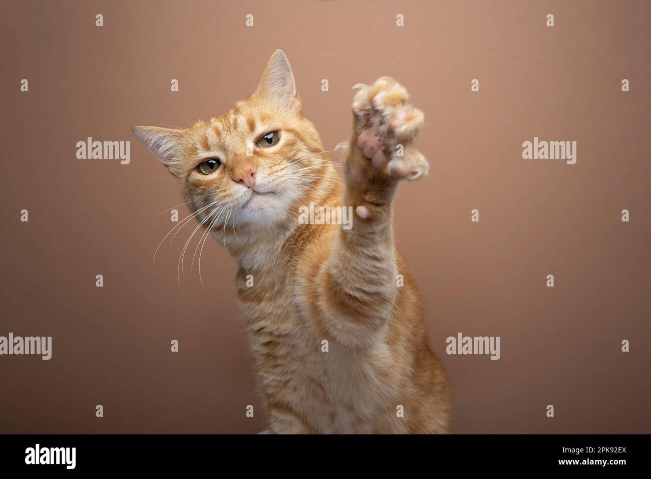 Tabby ginger cat, raising its paw with extended claws, reaching at ...