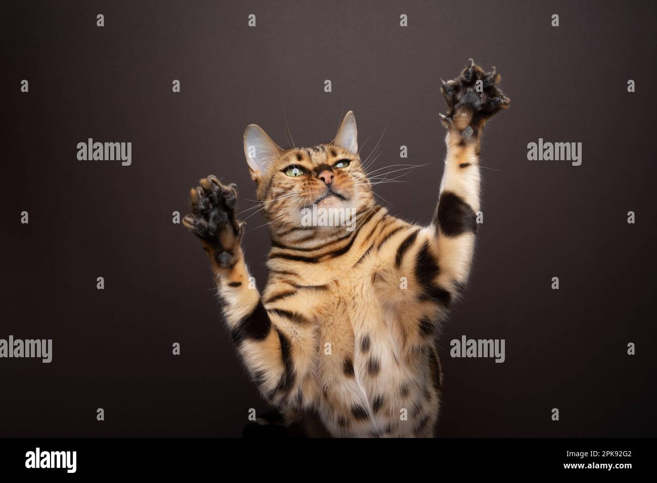 Playful Bengal cat, raising both paws with extended claws looking like ...