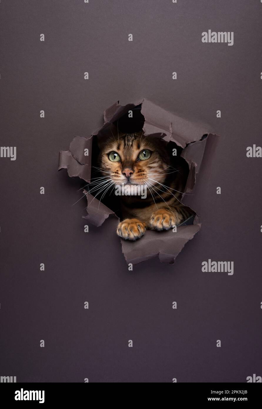 Curious Bengal cat looking through hole in torn paper. brown background ...