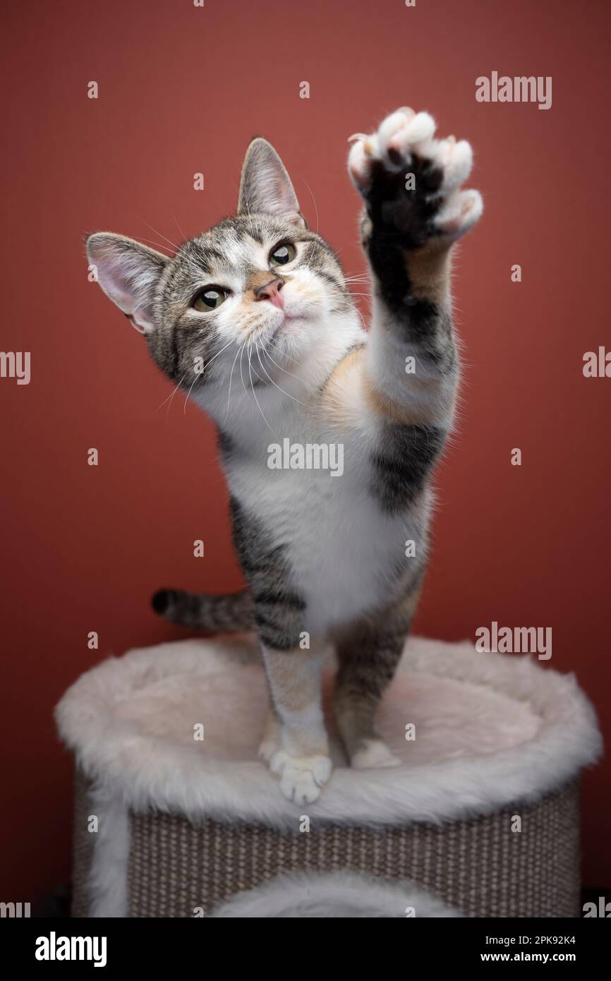 Tabby white cat playing on scratching barrel raising Paw on red ...
