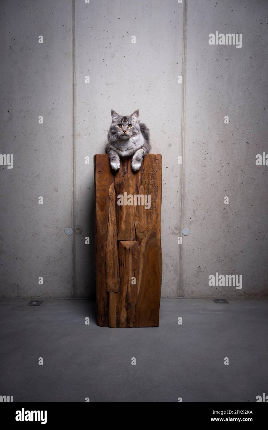 curious silver tabby maine coon cat resting on top of wooden podium ...