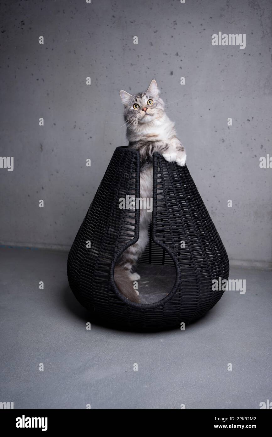 playful silver tabby maine coon cat rearing up looking out through hole ...