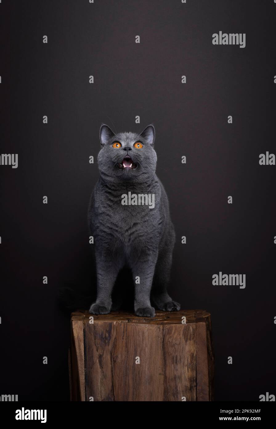 gray british shorthair cat sitting on wooden podium looking shocked or ...
