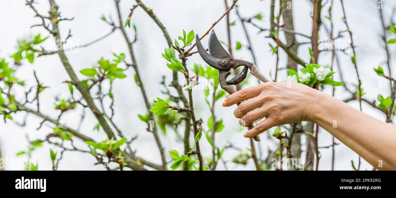 Pruning apple tree hi-res stock photography and images - Alamy