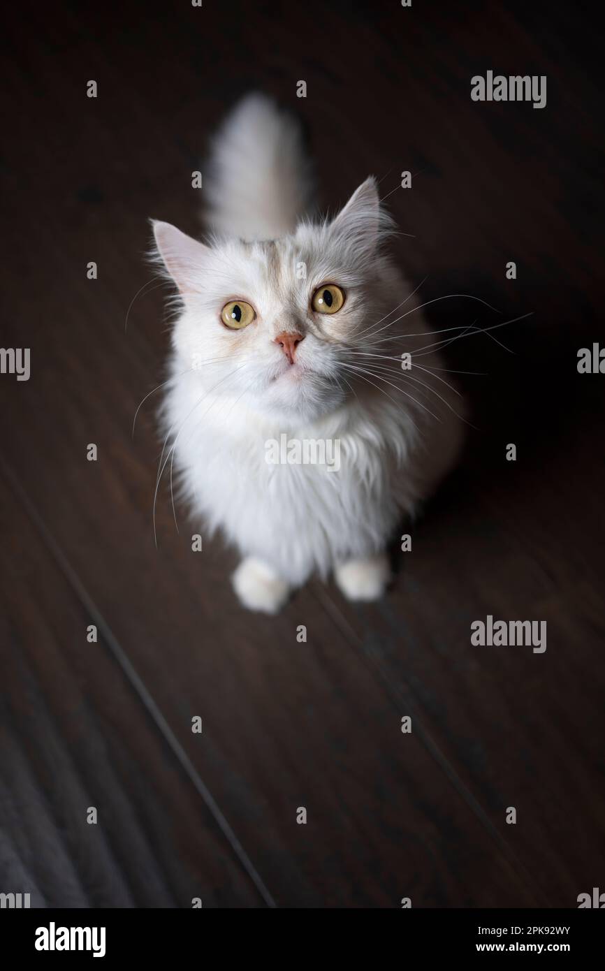 fluffy beige colored cat sitting on the floor looking up curiously ...