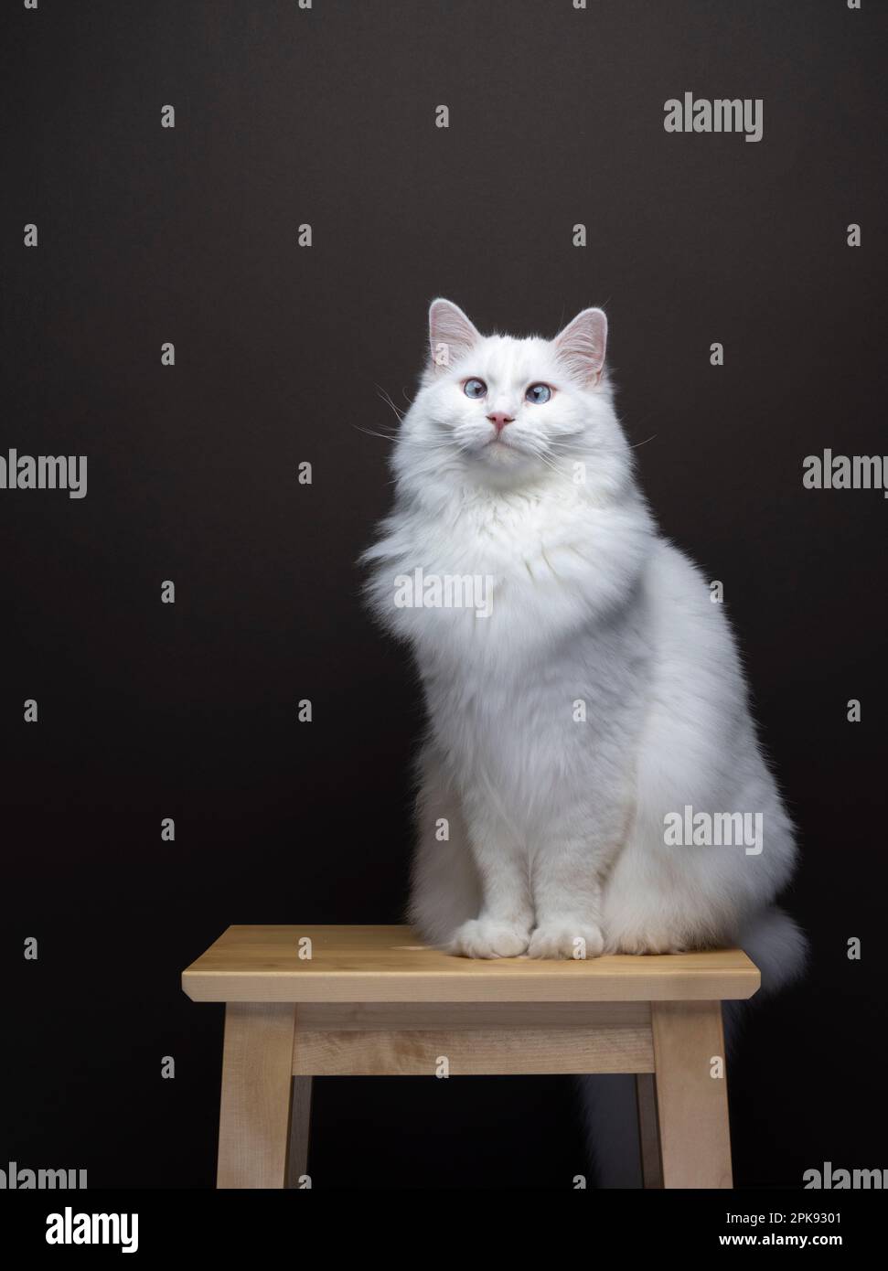 fluffy white ragdoll cat sitting on wooden stool. portrait onbrown ...