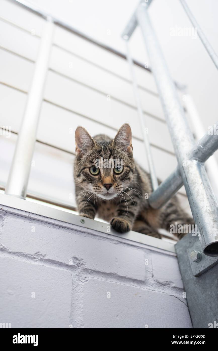 Cat looking right at the camera hi-res stock photography and images - Alamy
