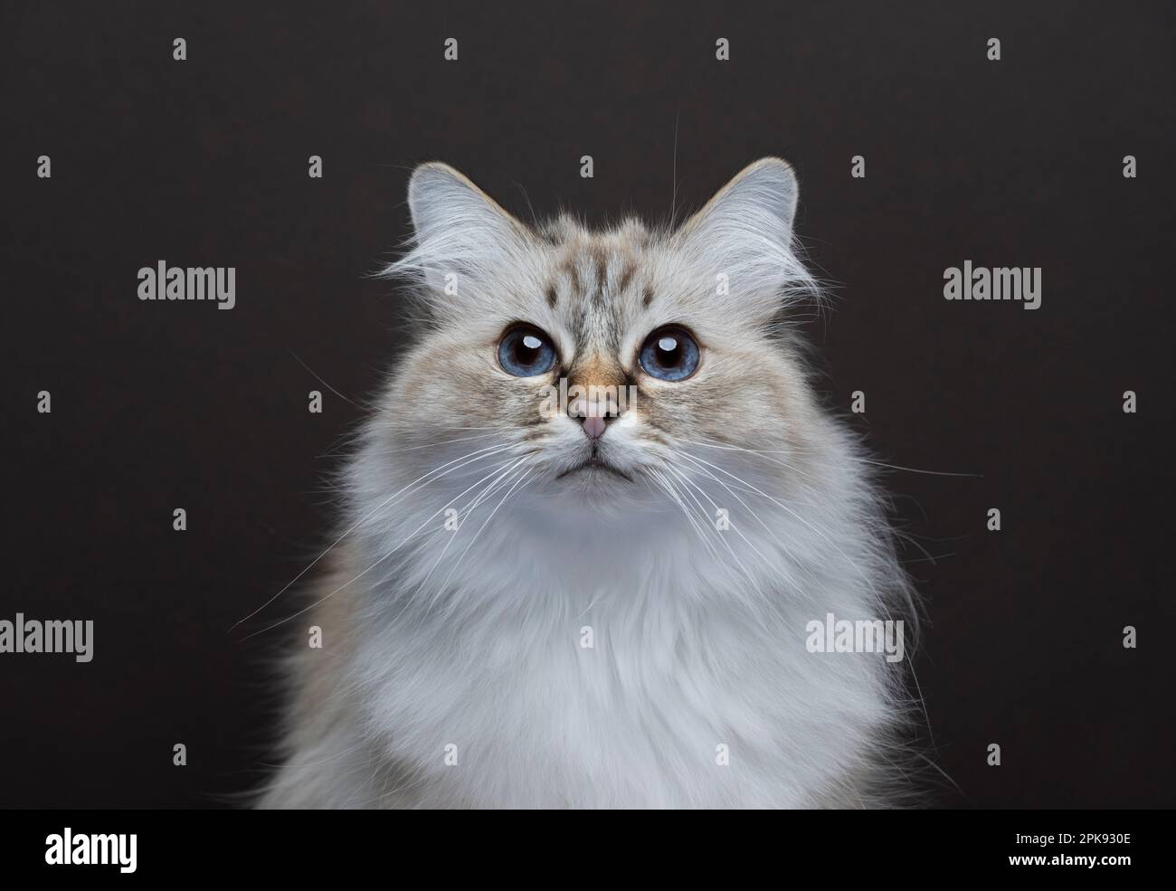 fluffy birman cat looking at camera curiously. portrait on brown ...