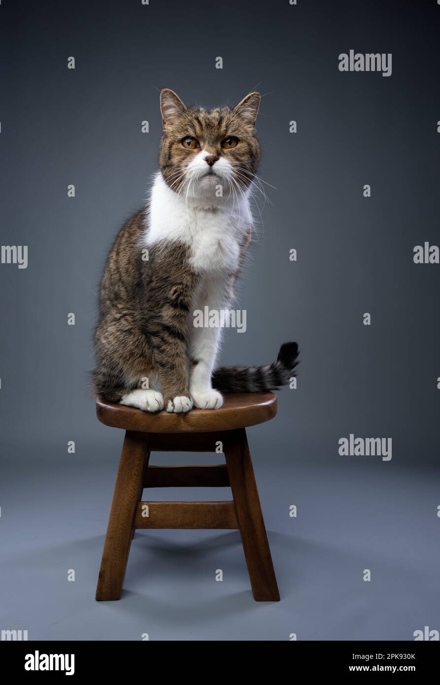 tabby white british shorthair cat sitting on wooden stool on gray ...