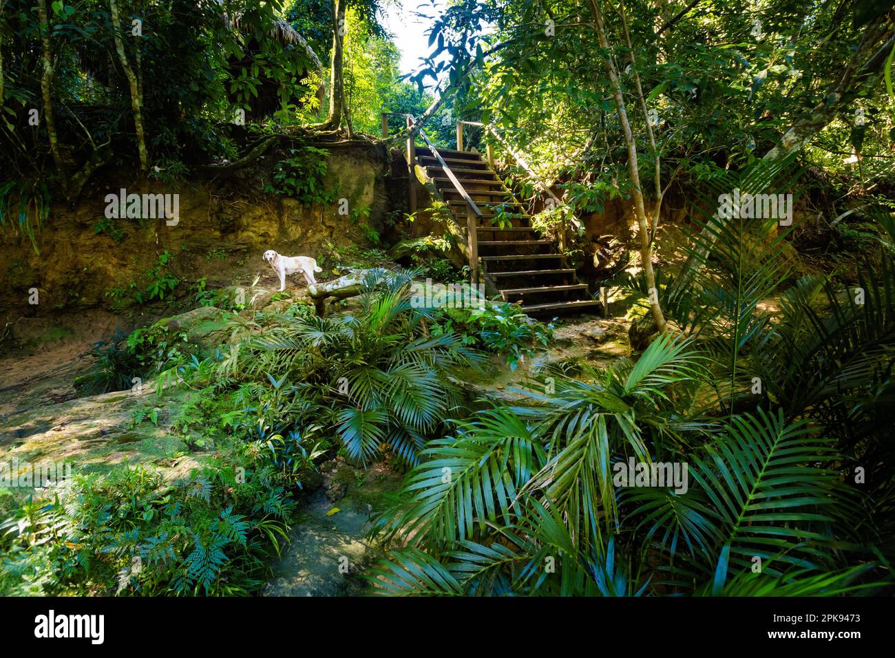 Beautiful nature in Roberto Barrios cascadas park, Palenque in Mexico ...