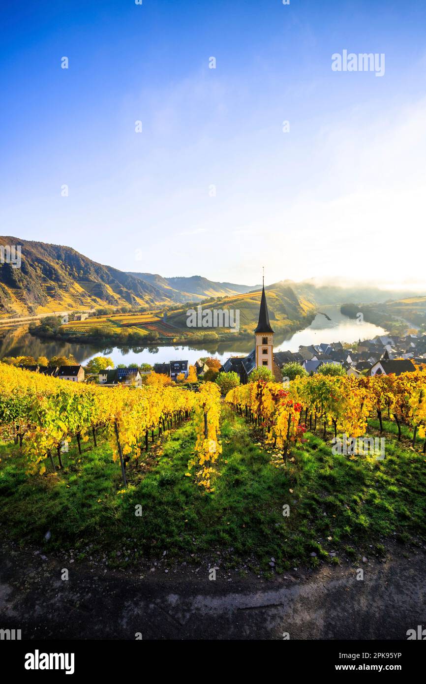 Gorgeous sunrise over the Mosel loop near Bremm. Autumn photo of the ...
