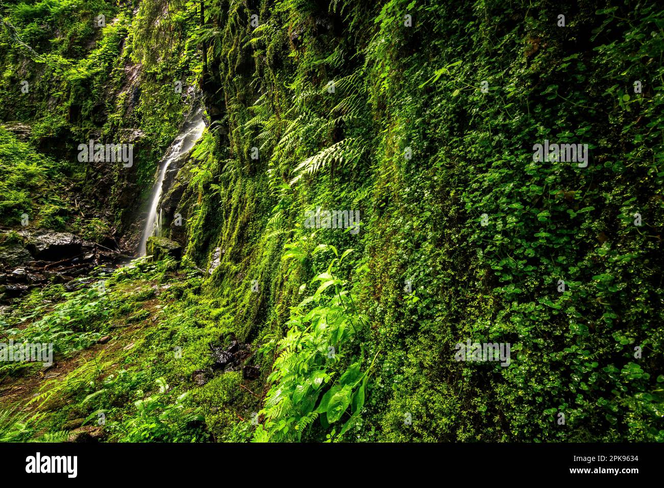 The Burgbach waterfall in Bad Rippoldsau-Schapbach in the middle of the ...
