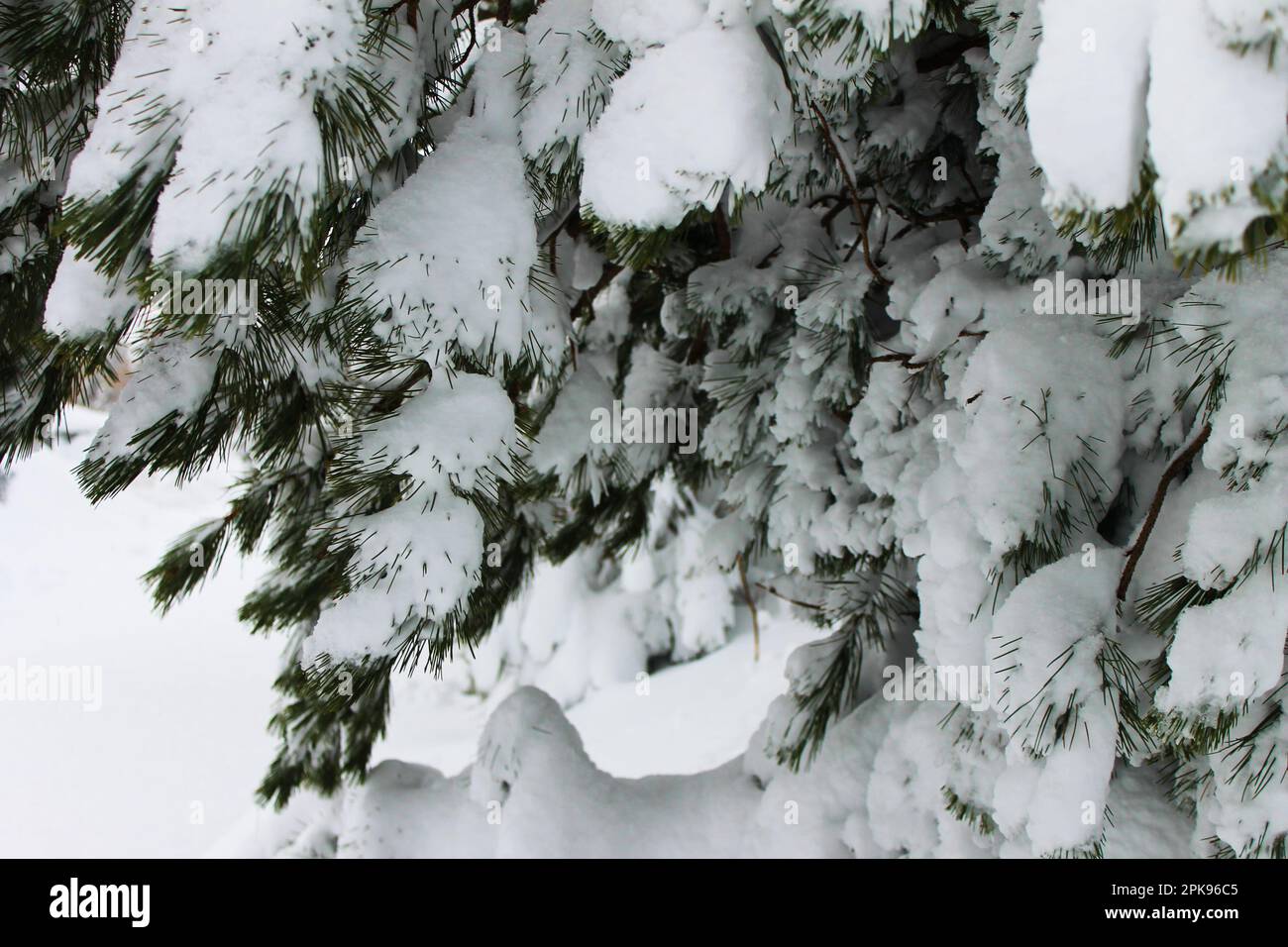 Trees forest covered in heavy snow hi-res stock photography and images ...