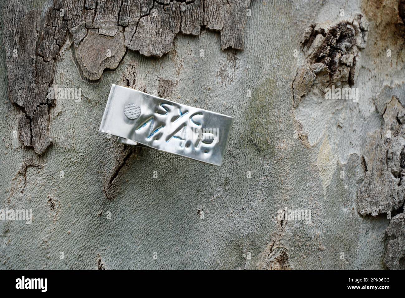 California Sycamore Tree Stock Photo - Alamy