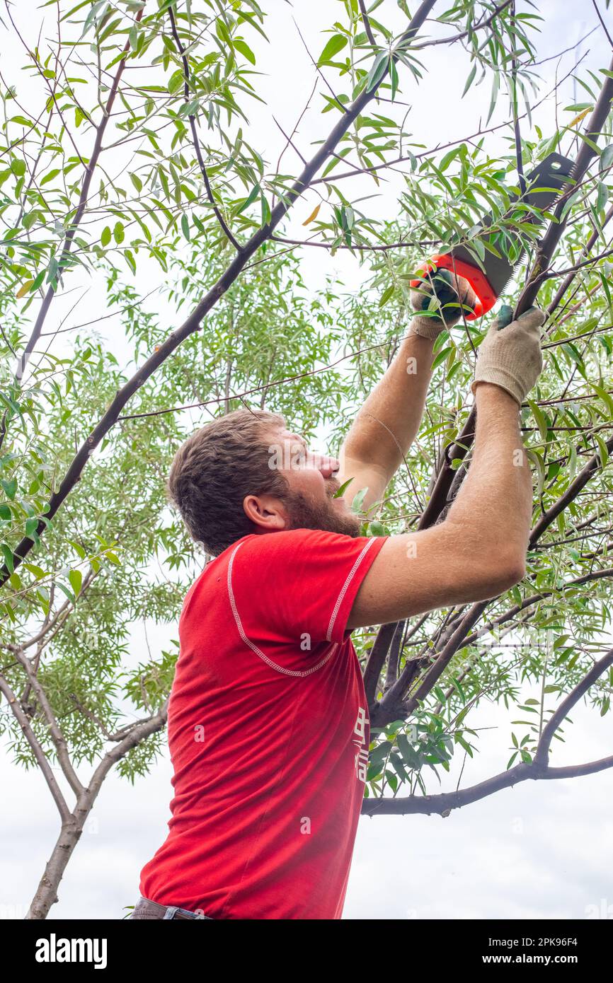 A man saws off a branch of a tree in the garden with a saw. Formation ...