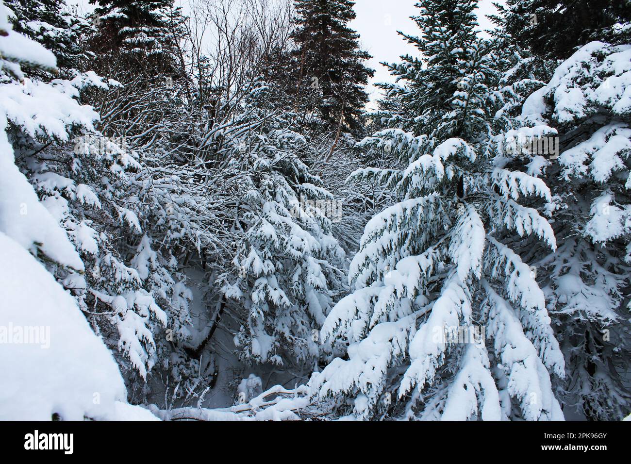 A forest of evergreen trees cover in a heavy layer of new fallen snow ...