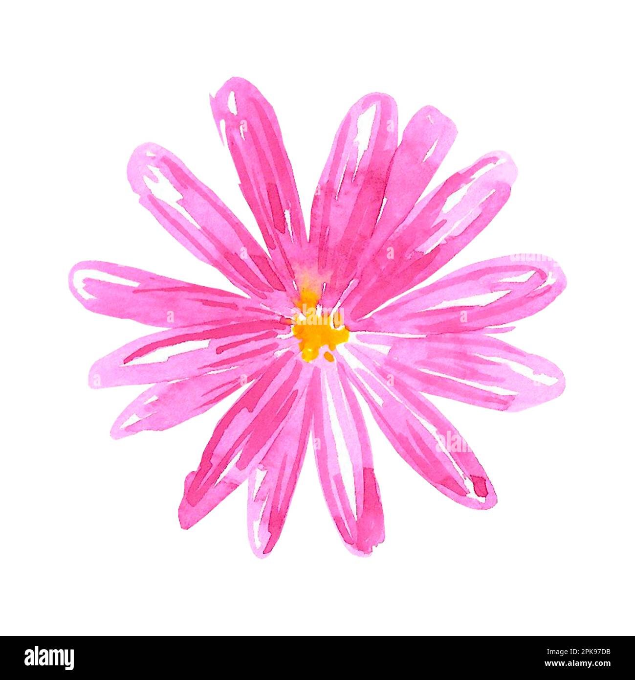 Pink abstract daisy. Hand drawn watercolor isolated on white background ...