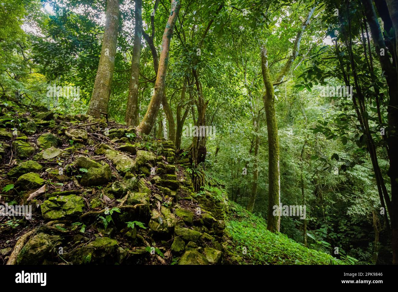 Beautiful pyramids in Palenque archeological site in Mexico. Vivid ...