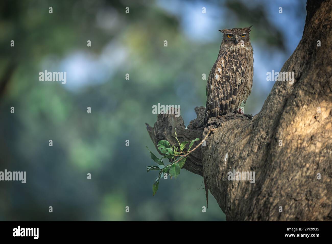 Brown Fish Owl Stock Photo - Alamy