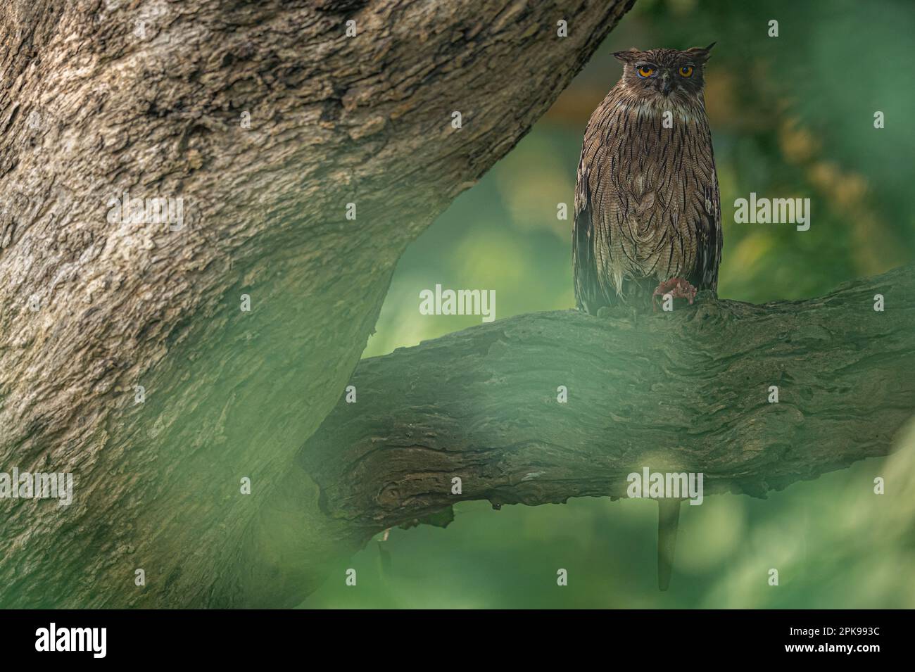 Brown Fish Owl Stock Photo - Alamy