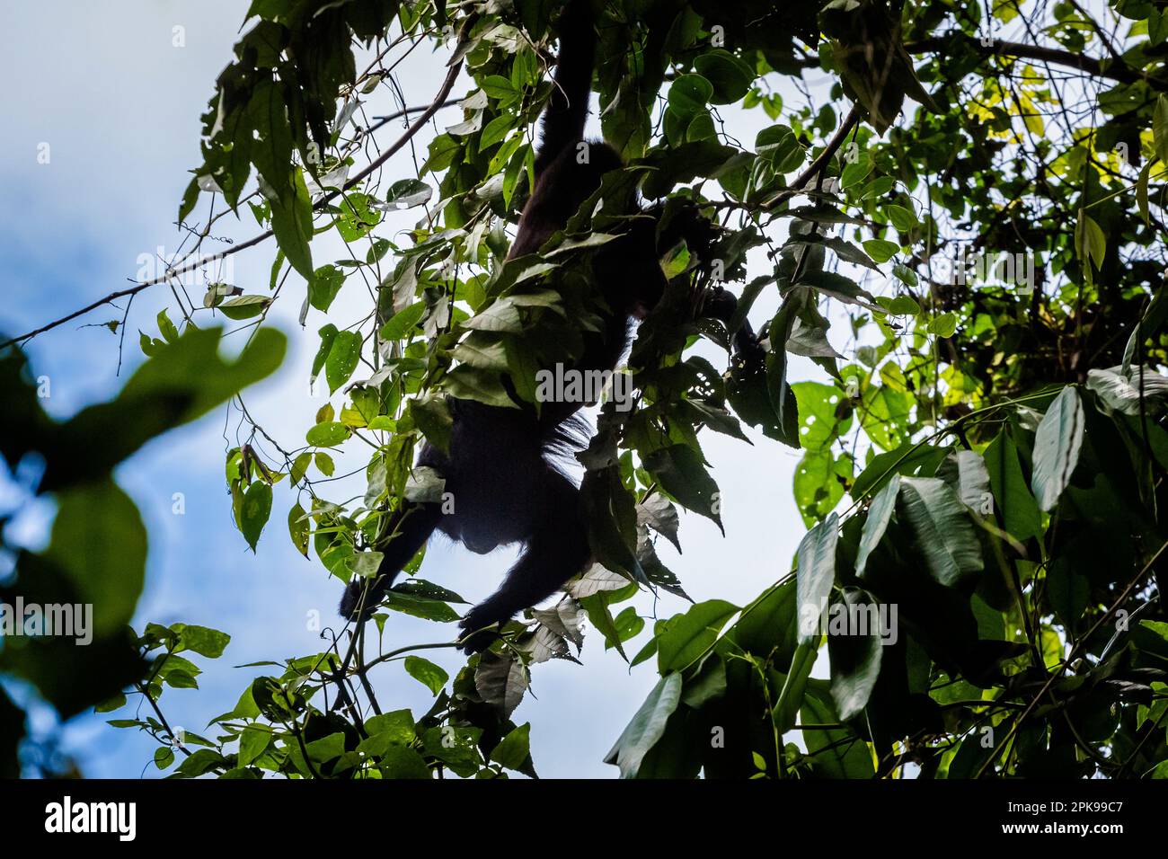 Beautiful monkey in Palenque archeological site in Mexico. Vivid ...