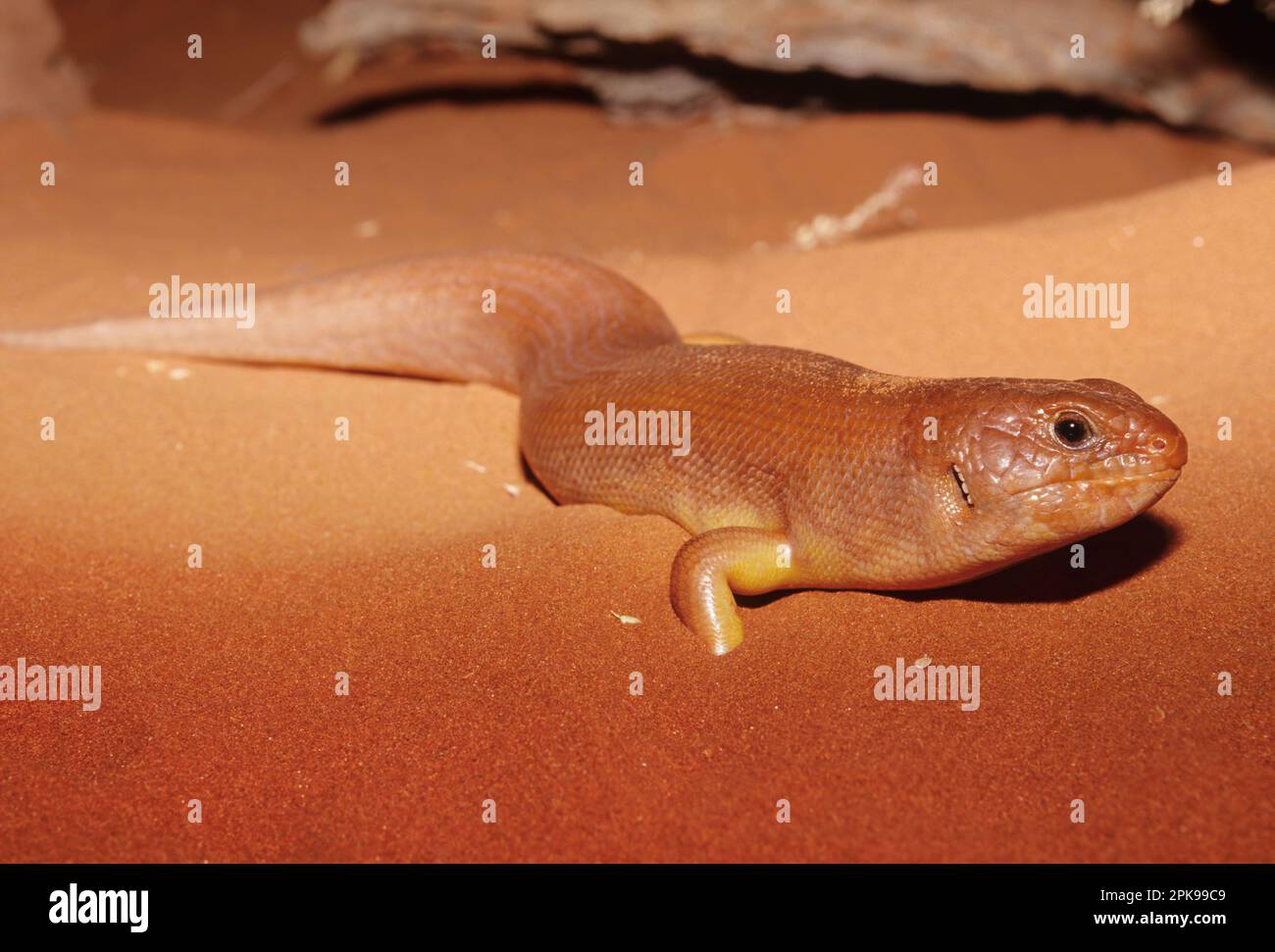 The Pilbara crevice-skink (Egernia pilbarensis) is a species of large ...