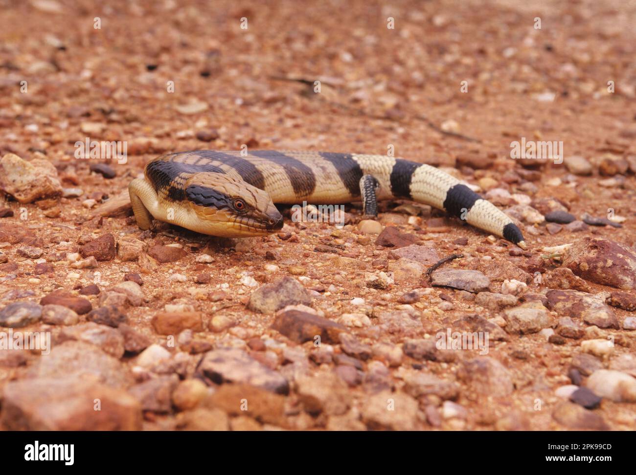 Tiliqua Scincoides Common Blue Tongued Skink Blue Tongued Lizard Common Bluetongue Is A