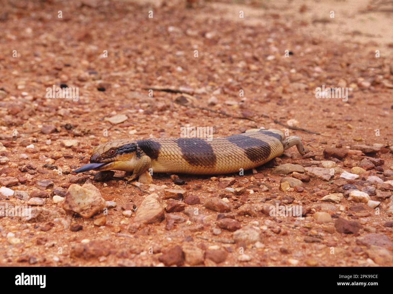 Tiliqua scincoides (common blue-tongued skink blue-tongued lizard ...