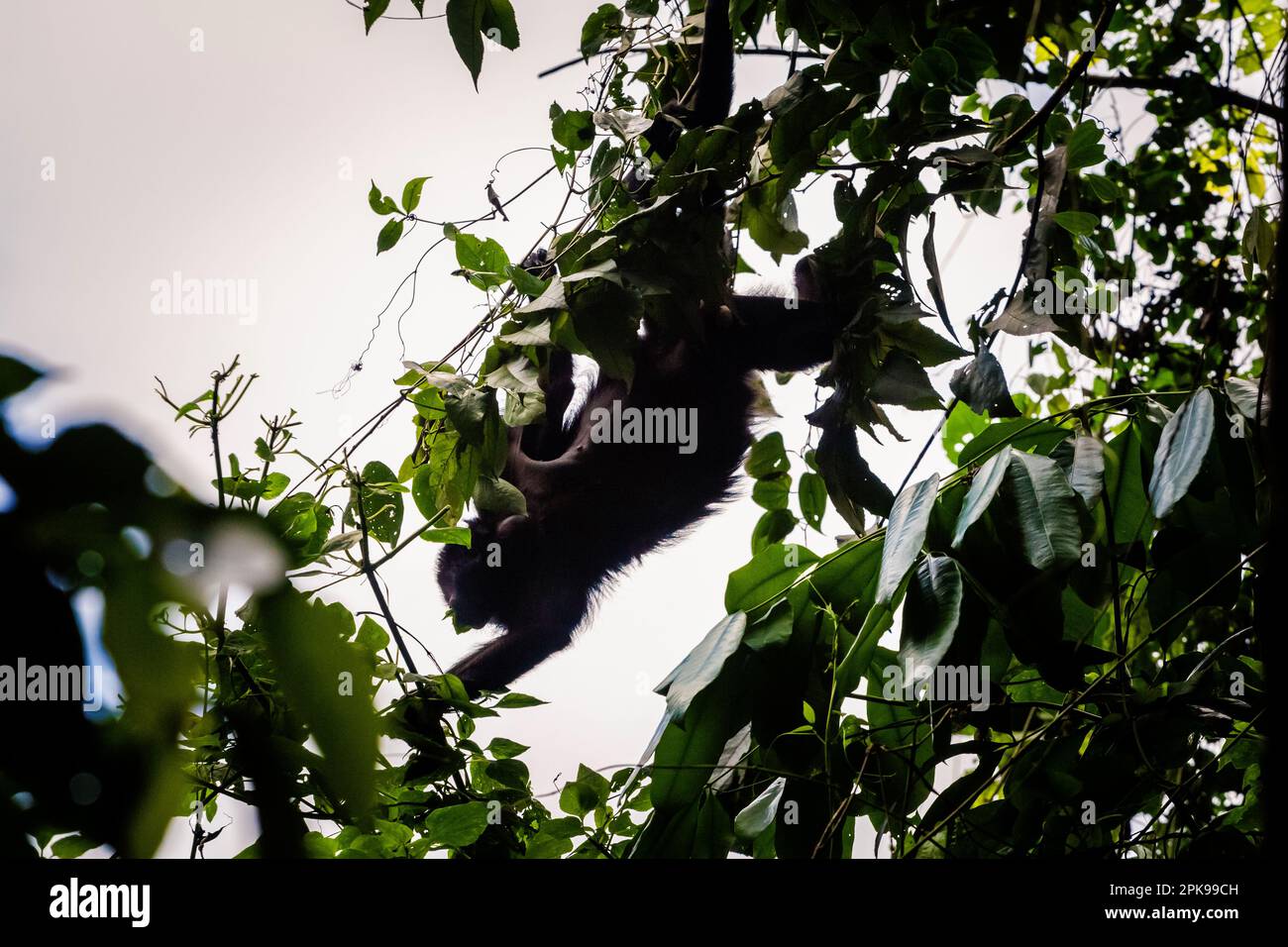 Beautiful monkey in Palenque archeological site in Mexico. Vivid ...