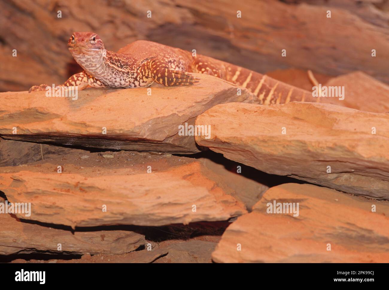 The central netted dragon or central netted ground dragon (Ctenophorus ...