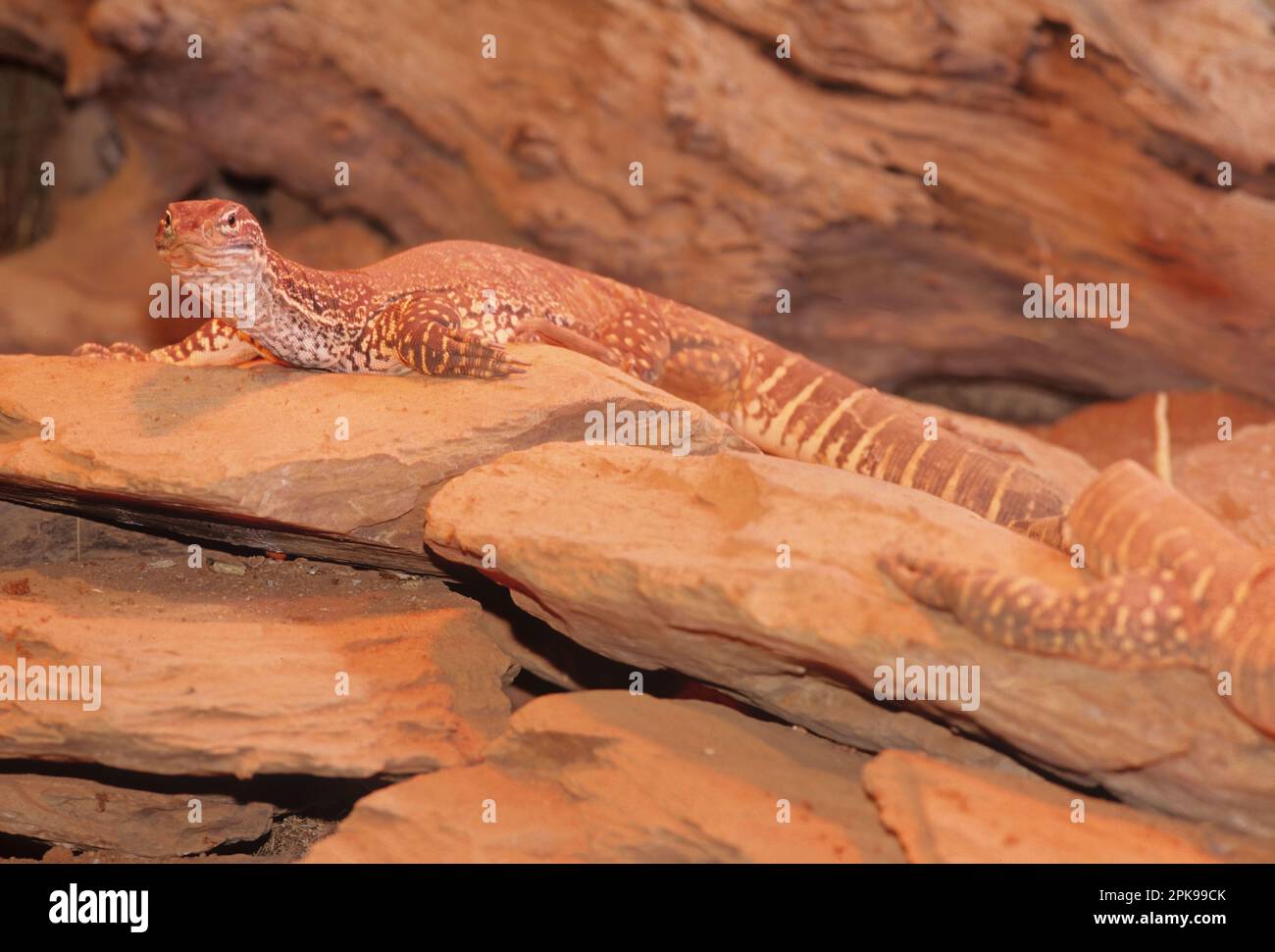 Central netted ground dragon ctenophorus nuchalis hi-res stock ...