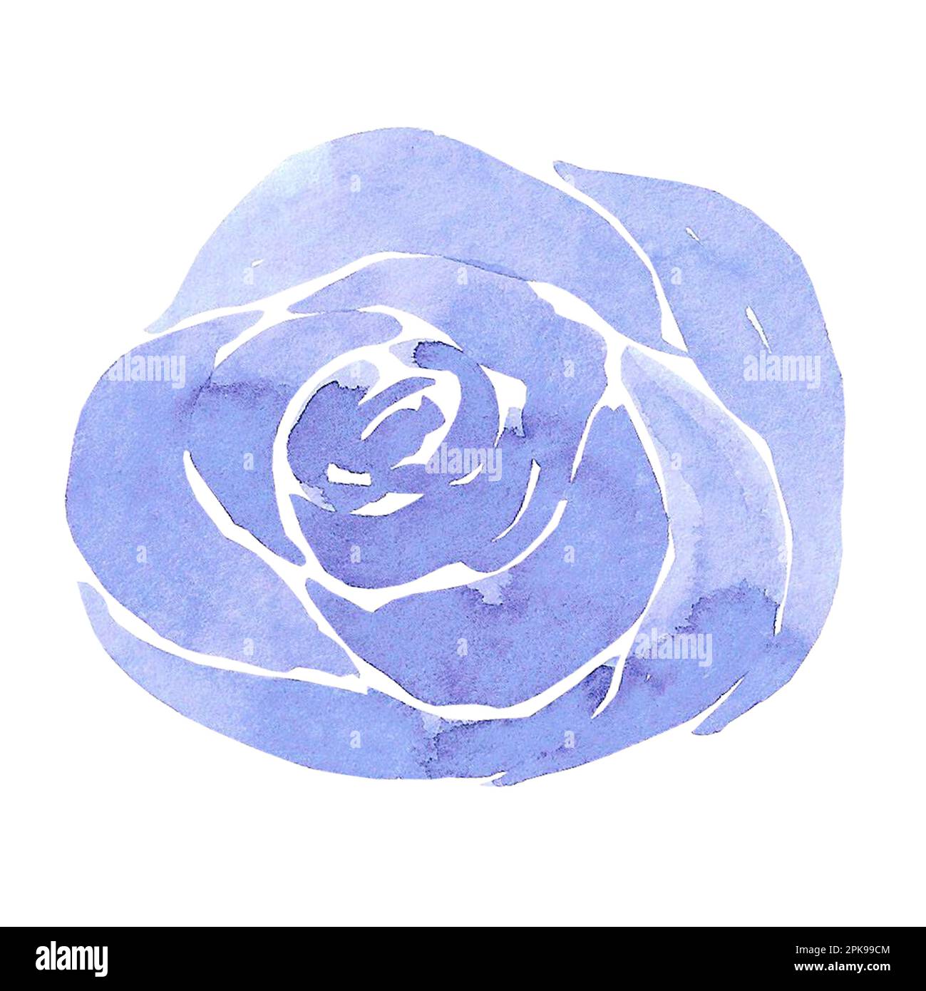 Blue abstract rose. Hand drawn watercolor isolated on white background ...