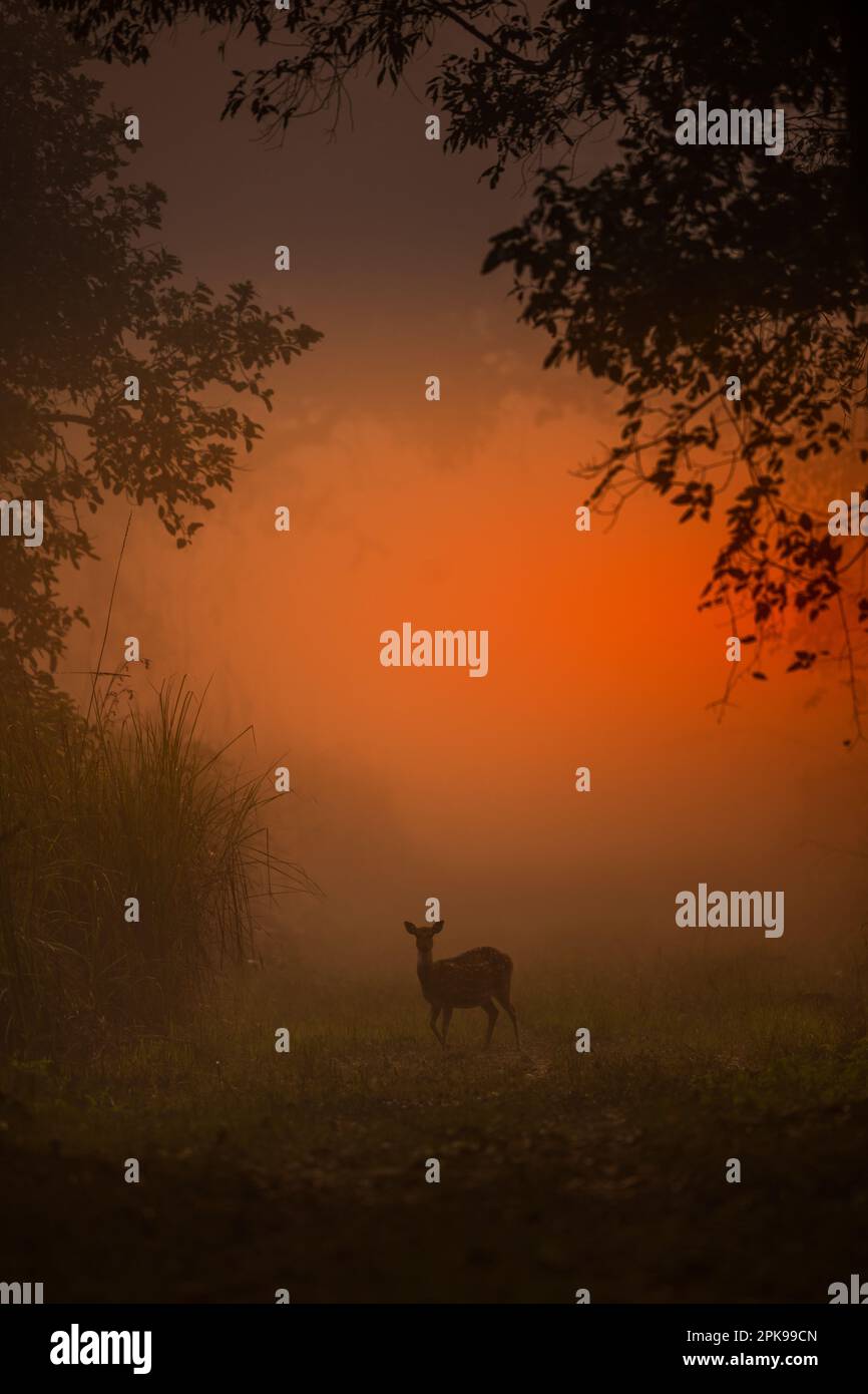 Beautiful landscape with deer hi-res stock photography and images - Alamy
