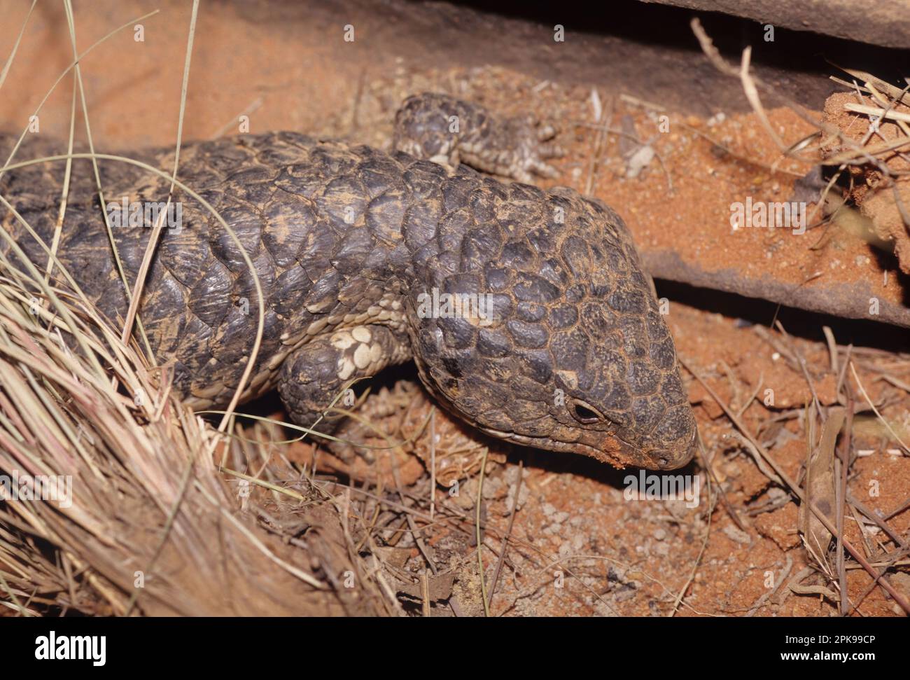 Tiliqua rugosa, most commonly known as the shingleback skink or bobtail ...