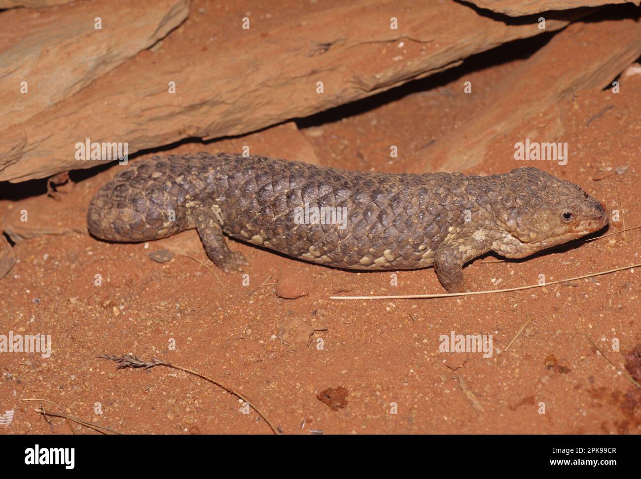 Tiliqua rugosa, most commonly known as the shingleback skink or bobtail ...