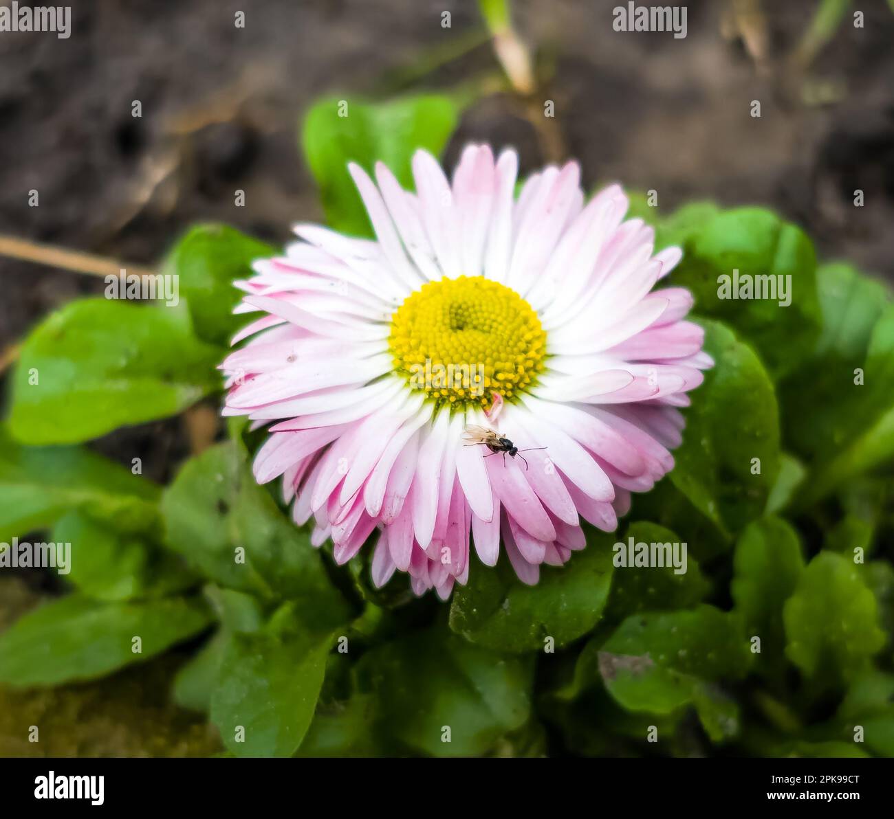 A female Formicidae ant with wings before breeding on a daisy flower ...