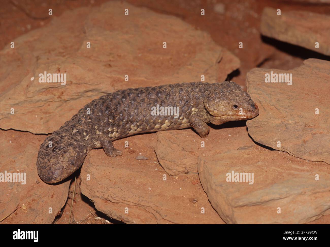 Tiliqua rugosa, most commonly known as the shingleback skink or bobtail ...
