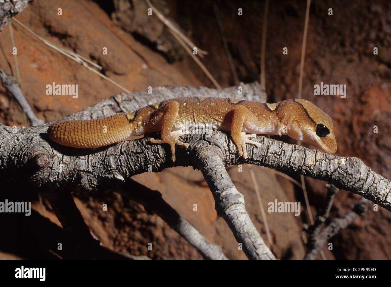 Diplodactylus vittatus, commonly known as the eastern stone gecko ...