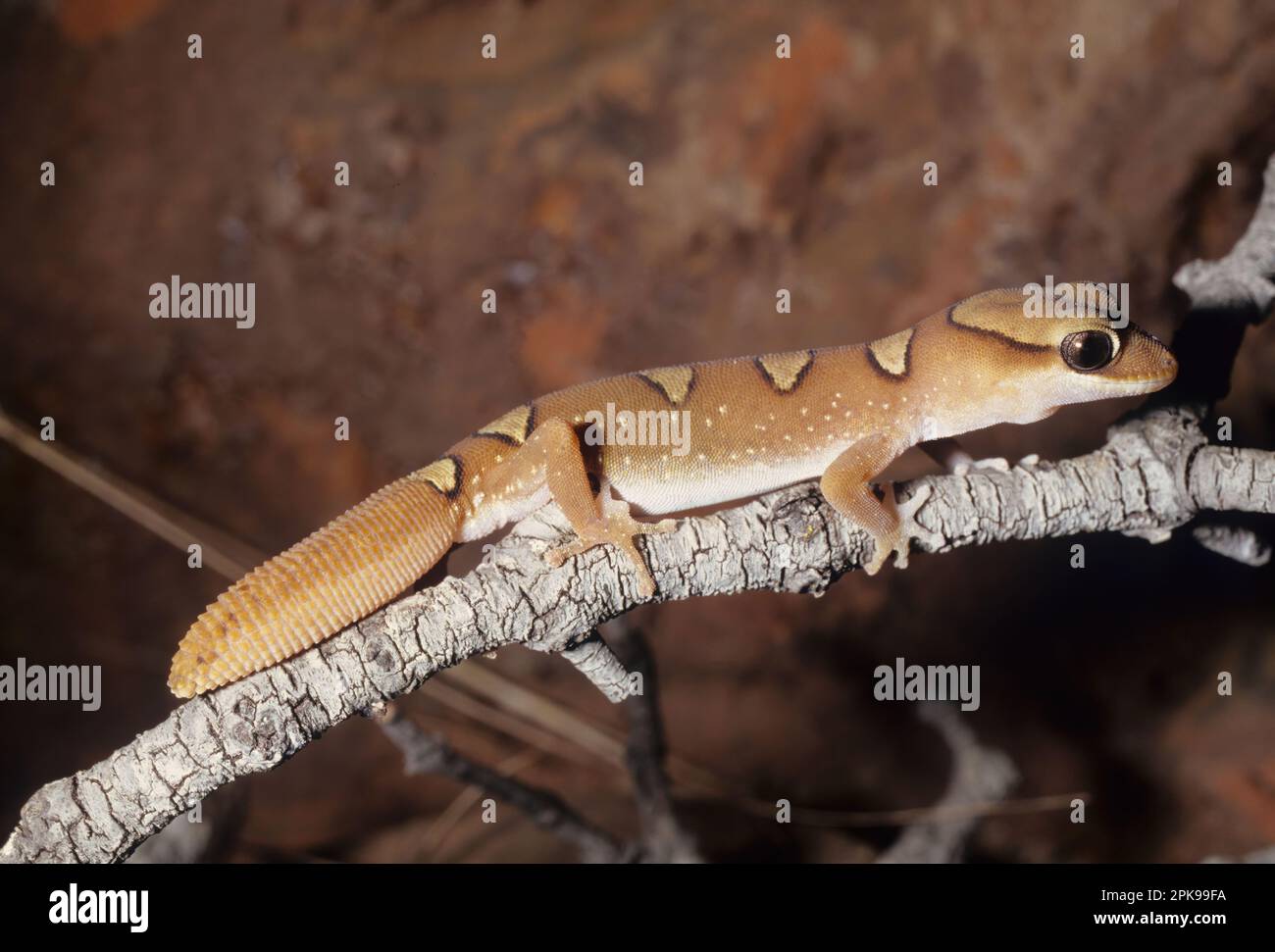 Diplodactylus vittatus, commonly known as the eastern stone gecko ...