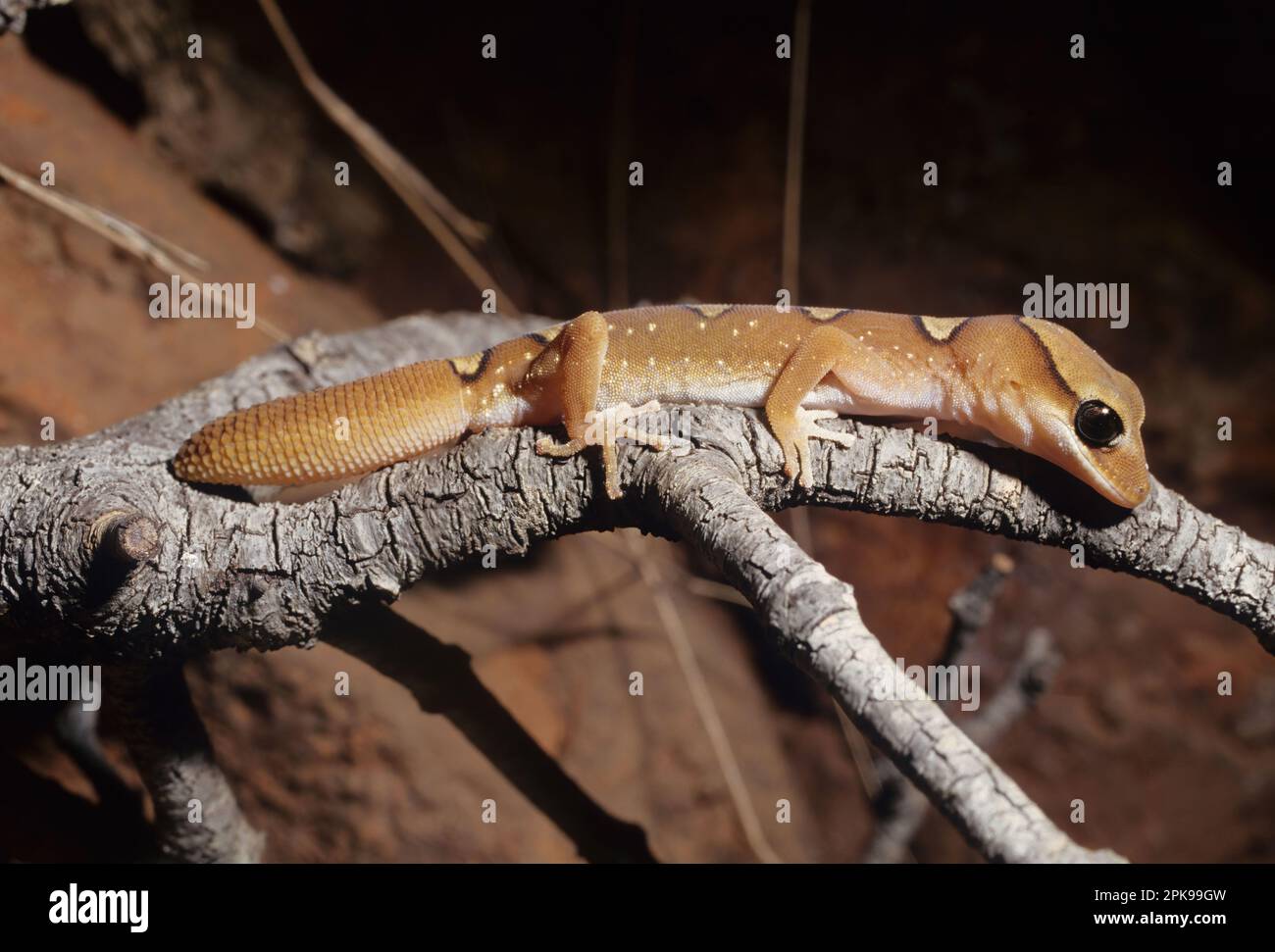 Diplodactylus vittatus, commonly known as the eastern stone gecko ...
