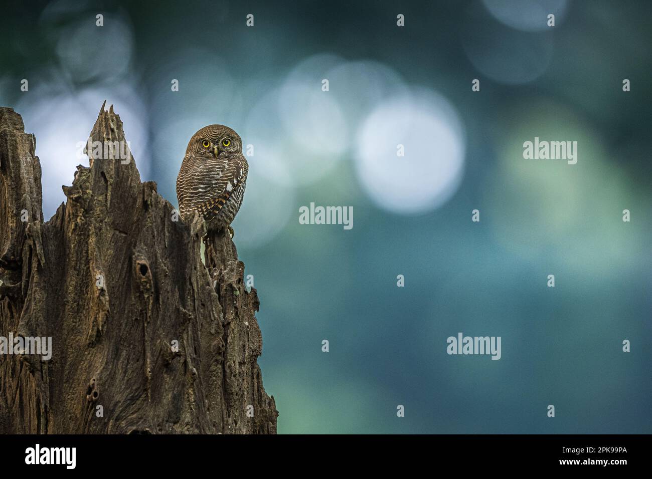 Closeup asian barred owlet hi-res stock photography and images - Alamy