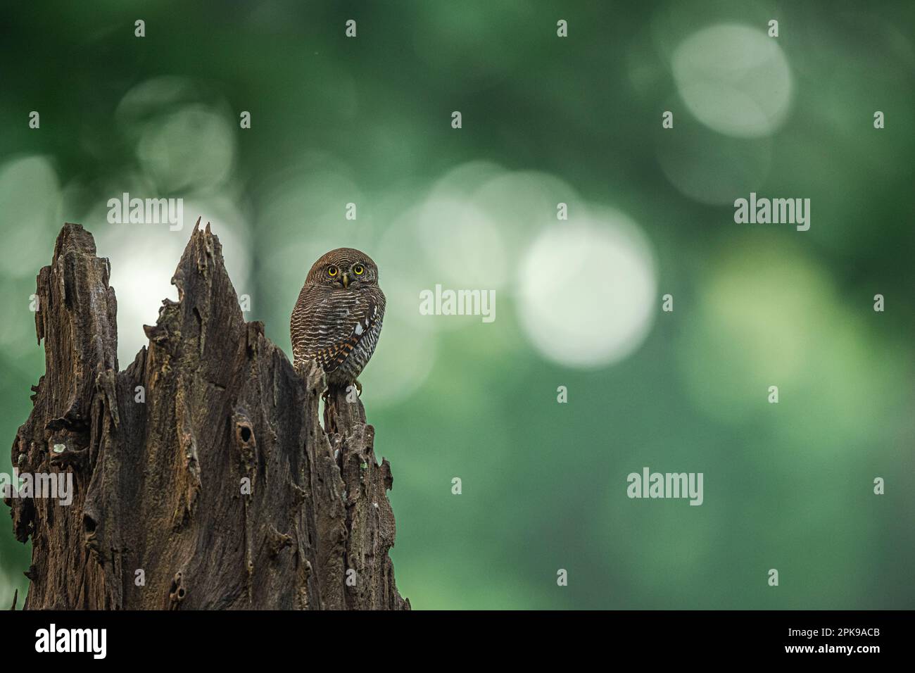 Asian barred owlet hi-res stock photography and images - Alamy