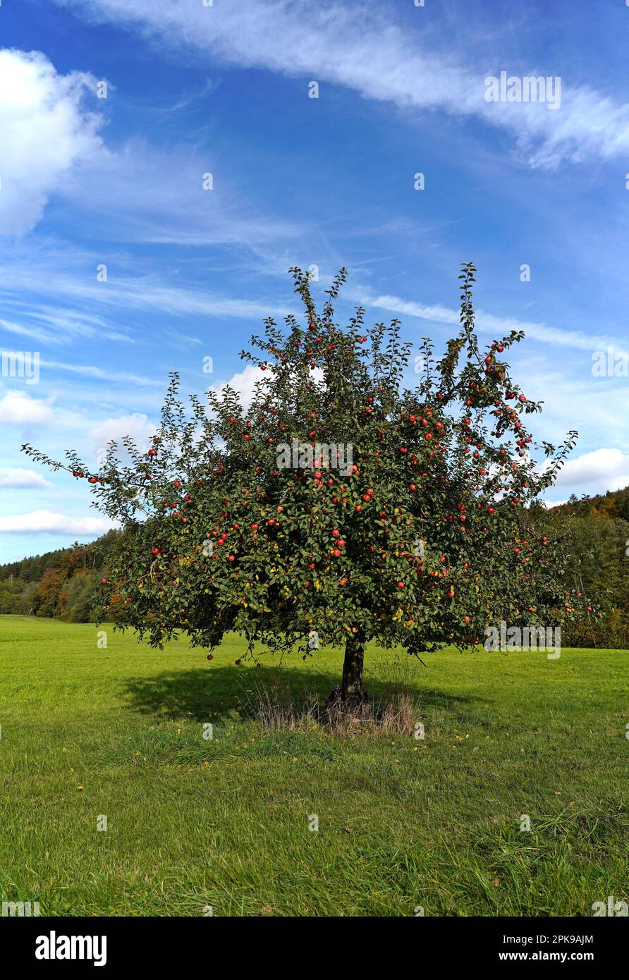 Germany, Bavaria, Upper Bavaria, Altötting district, Reischach, meadow ...