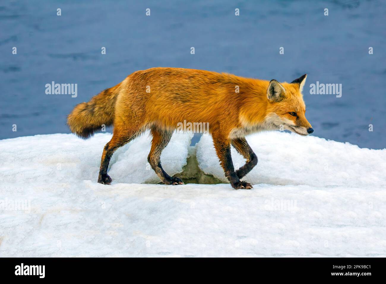 Red Fox in winter at Bombay Hook National Wildlife Refuge, Delaware ...