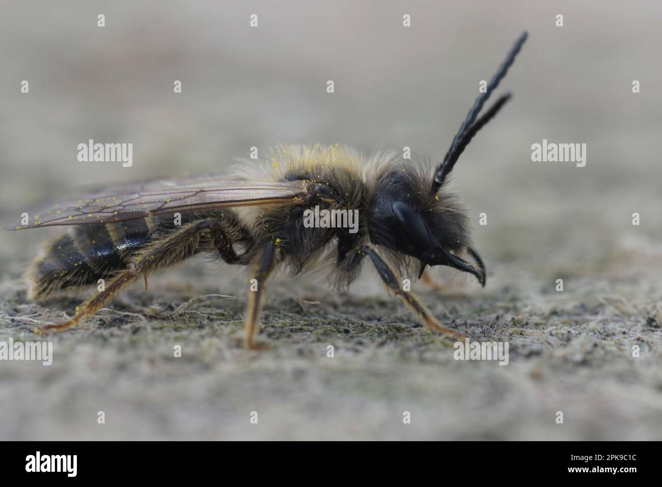 Detailed closeup on a male of the rare Trimmers mining bee, Andrena ...